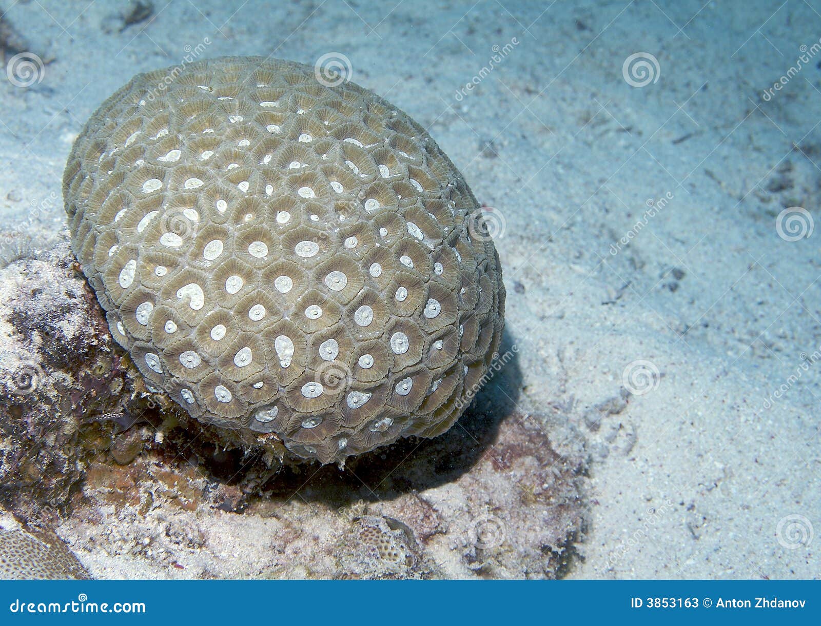 Round Coral Texture. Tropical Seashore Underwater Photo. Coral Reef ...