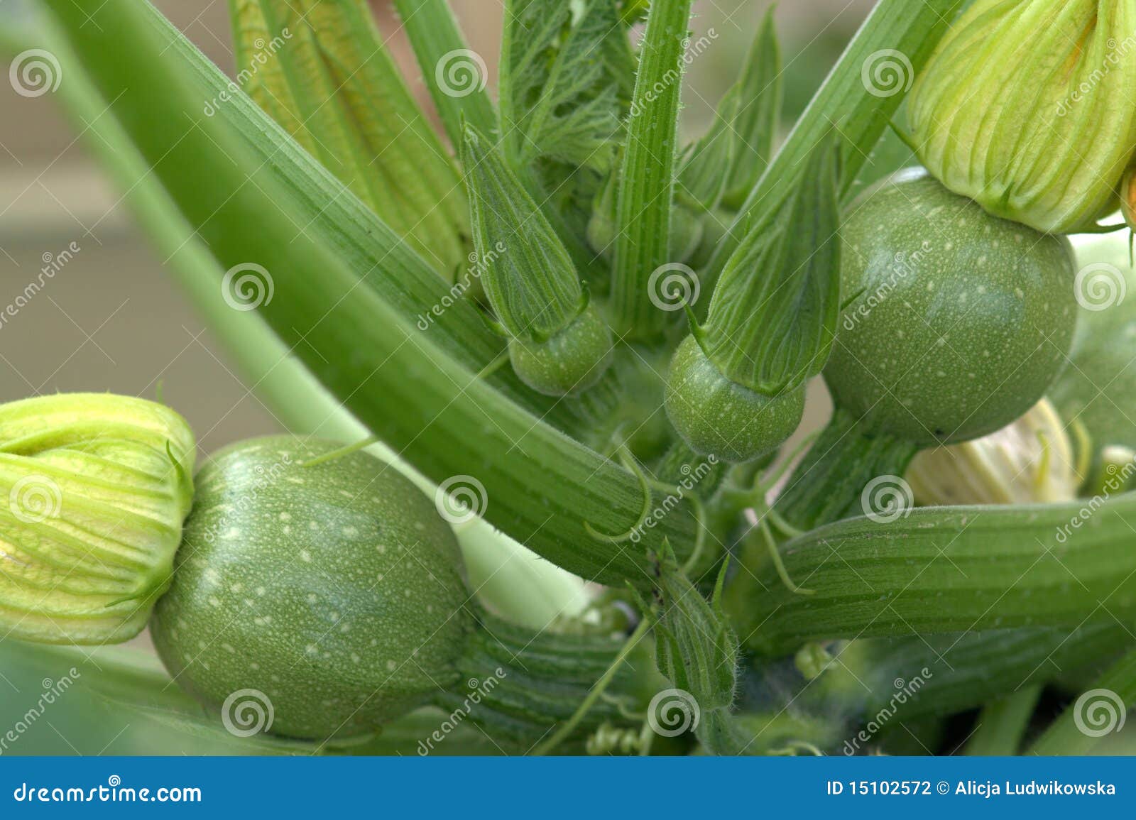 Round courgettes stock photo. Image of cooking, flower - 15102572