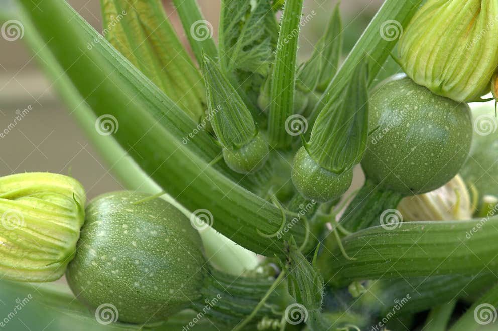 Round courgettes stock photo. Image of cooking, flower - 15102572