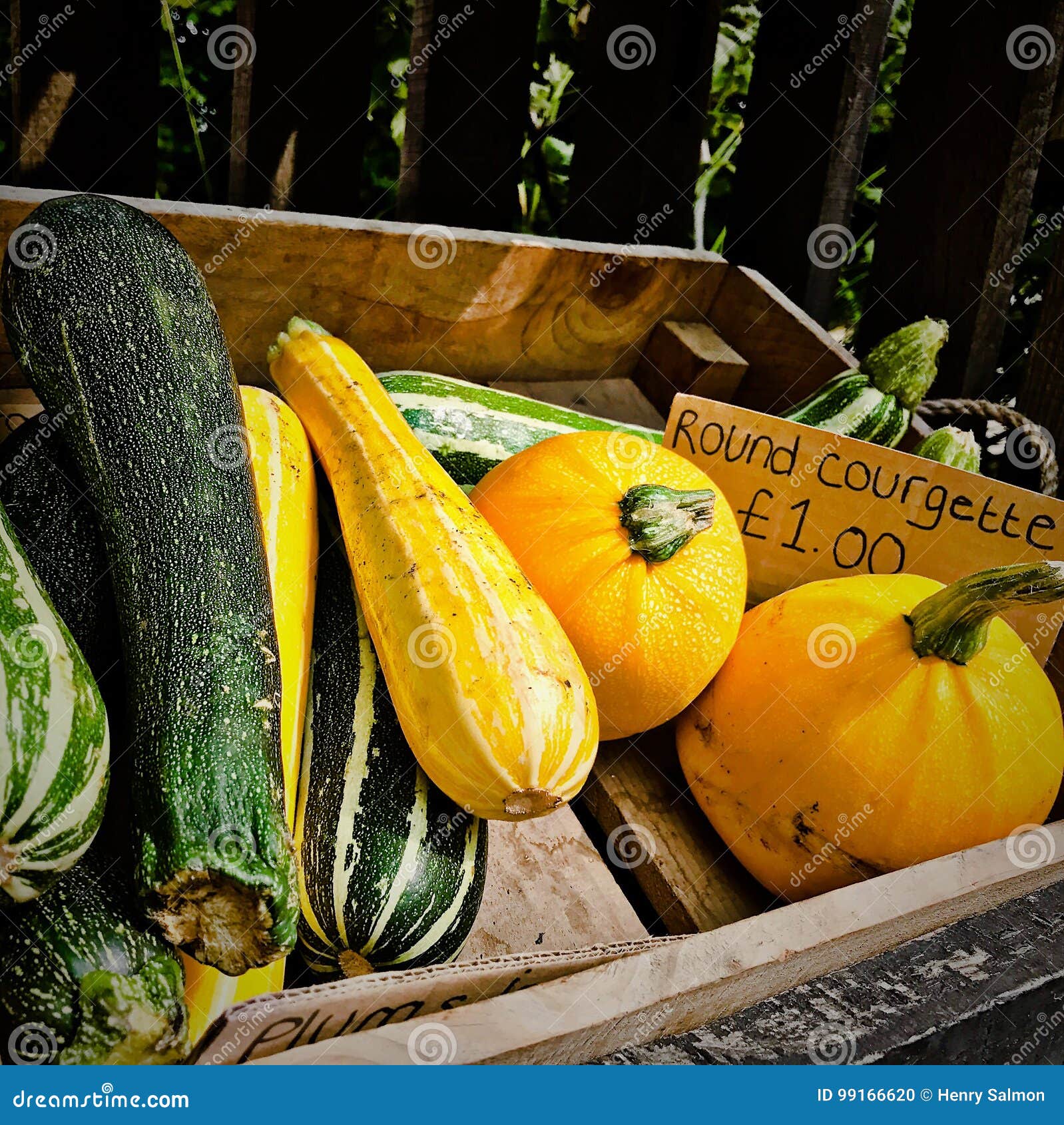 Round courgettes stock photo. Image of sissinghurst, gardens - 99166620