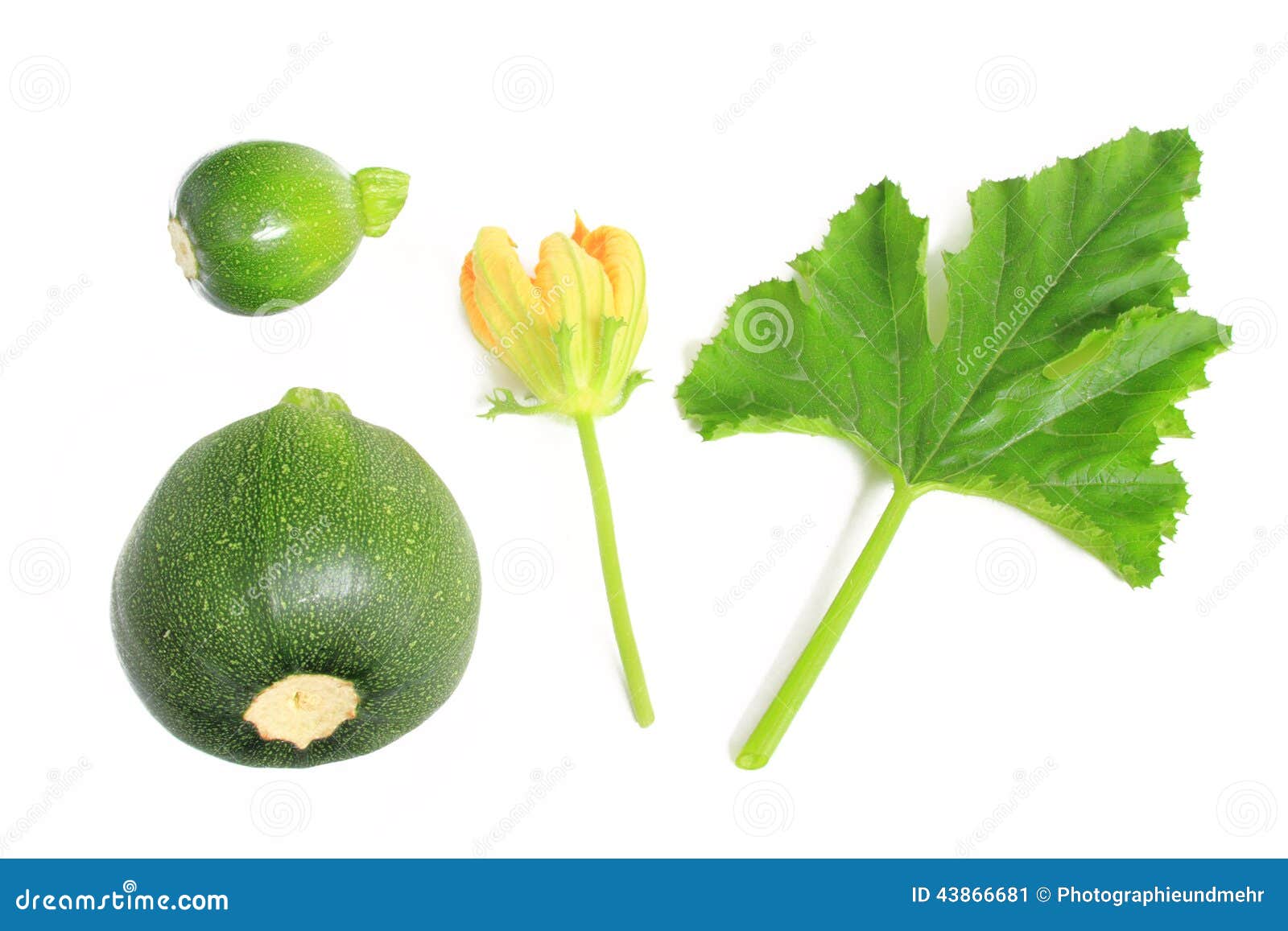 Round courgettes stock image. Image of pepo, healthy - 43866681