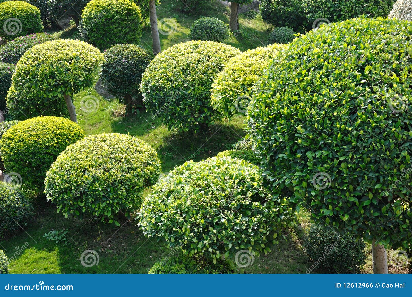 Round cown trees in garden stock photo. Image of light - 12612966