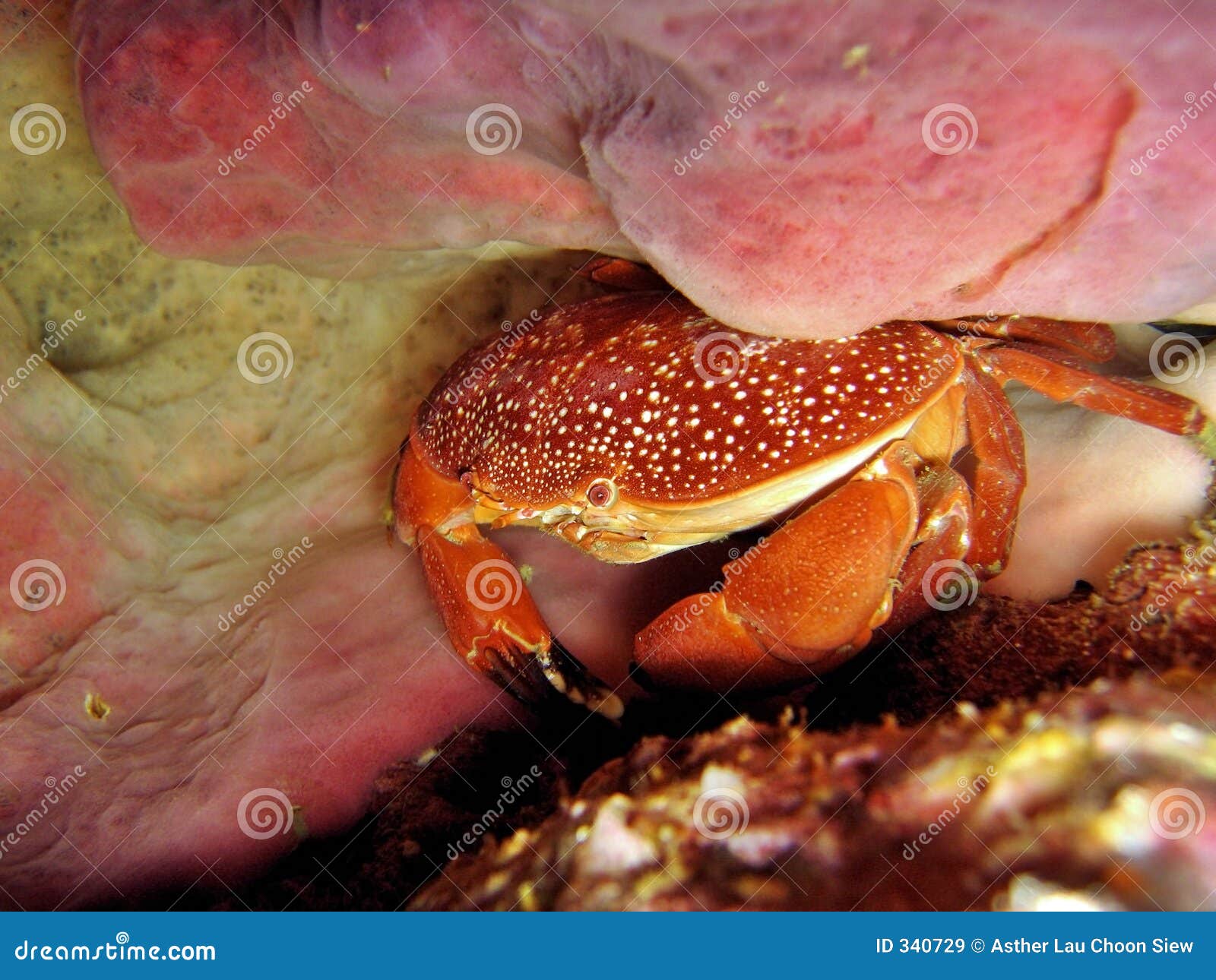 Round Crab stock image. Image of hiding, crustacean, seafood - 340729