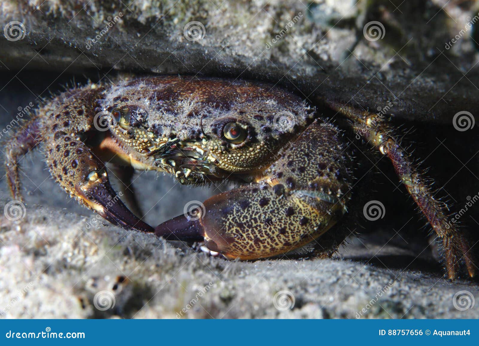 Round crab stock photo. Image of biodiversity, animal - 88757656