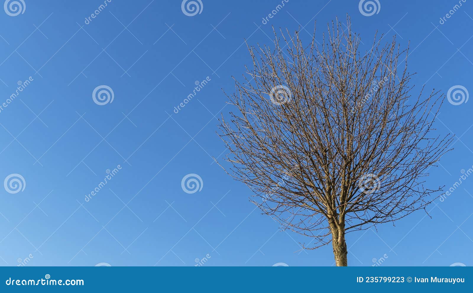 Round Crowns of Decorative Small Tree without Leaves Against the ...