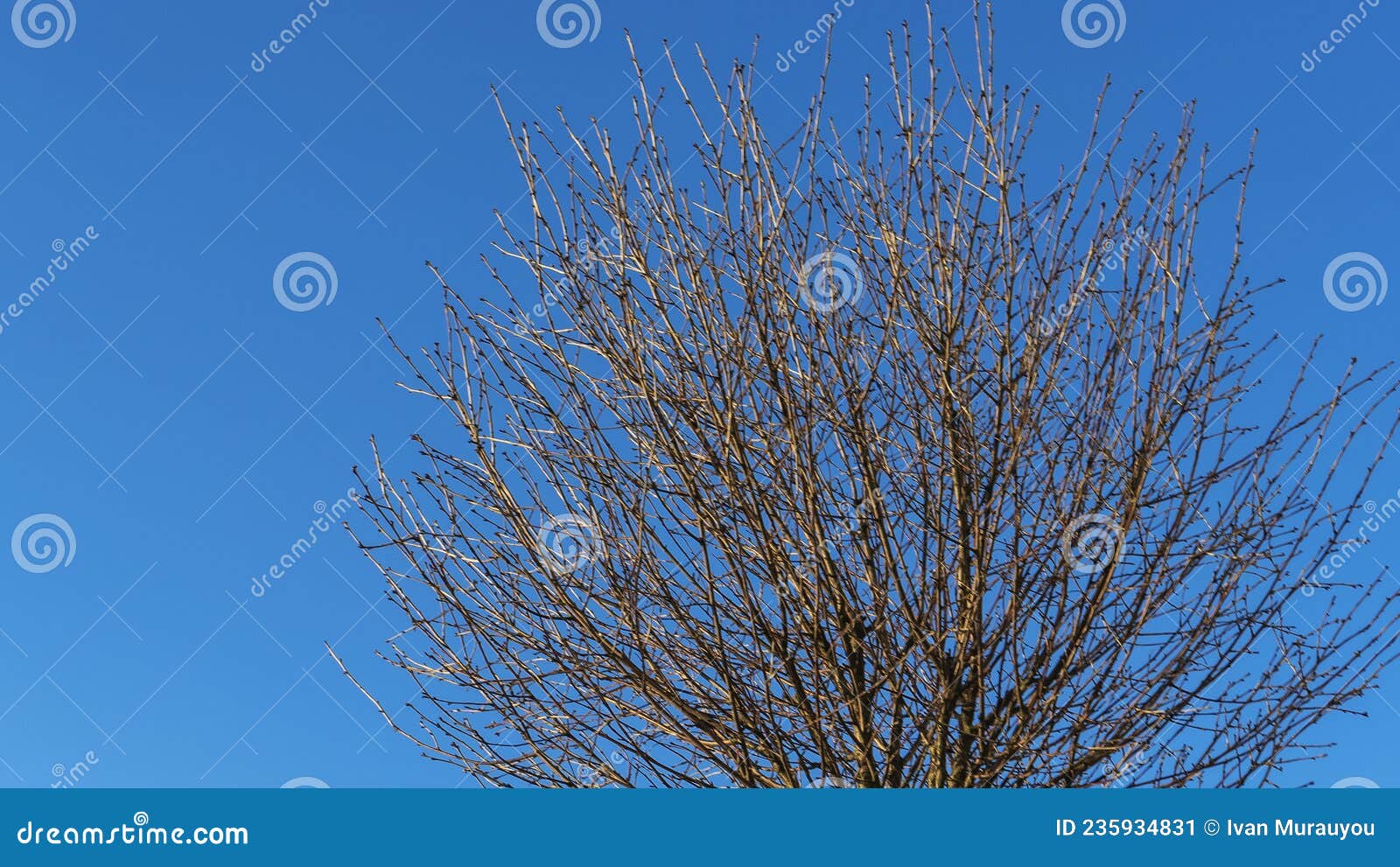 Round Crowns of Decorative Small Tree without Leaves Against the ...