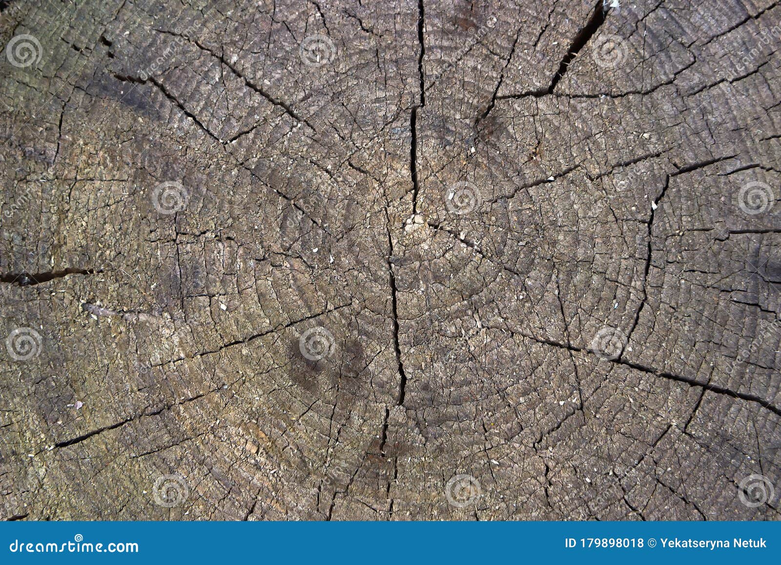 Round Cut Down Tree with Annual Rings and Cracks. Wooden Texture Stock ...