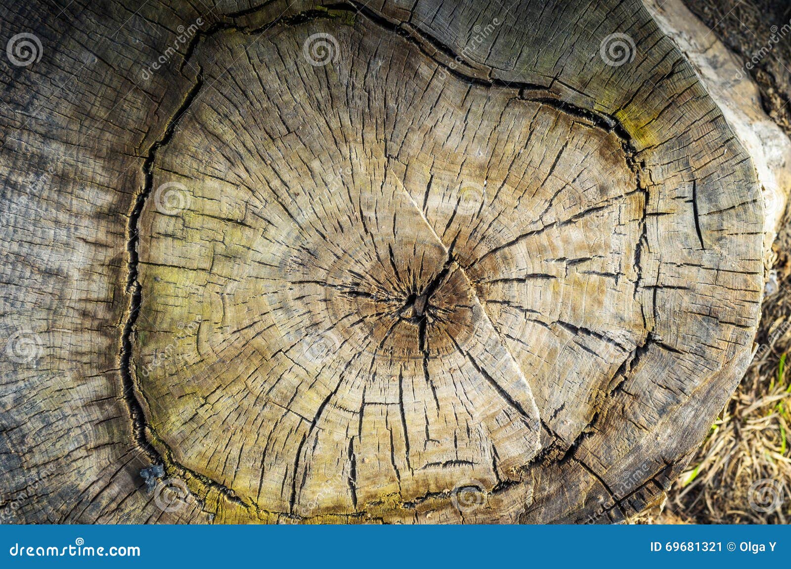 Round Cut Down Tree with Annual Rings Texture Background Stock Image ...