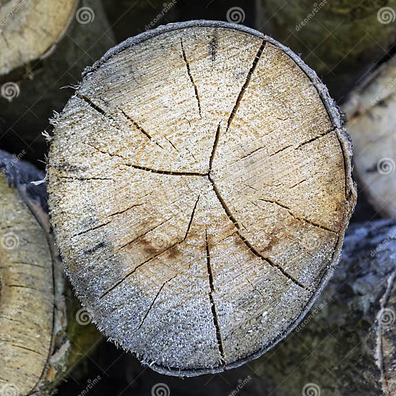 Round cut of a tree stock photo. Image of shape, lumber - 269177266