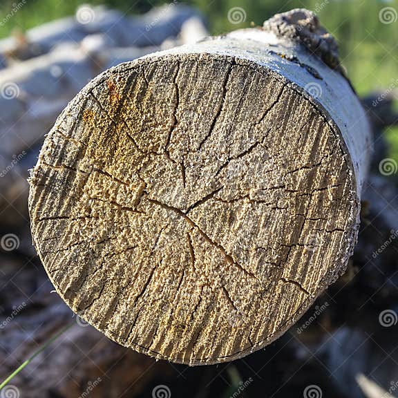 Round cut of a tree stock image. Image of year, trunk - 269441525