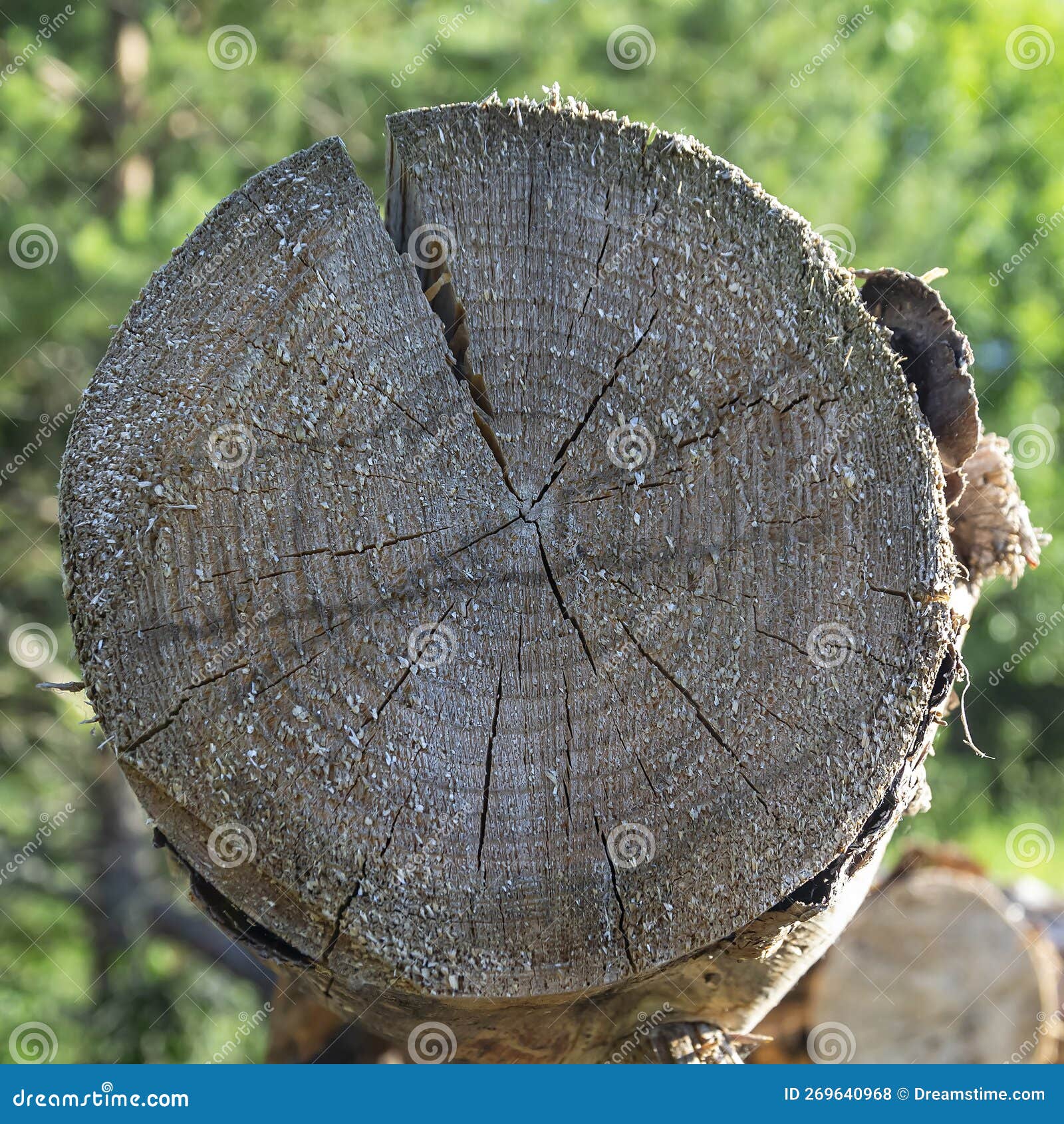 Round cut of a tree stock photo. Image of growth, timber - 269640968