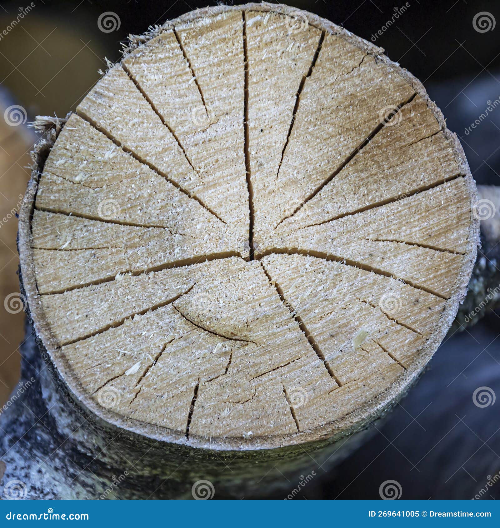 Round cut of a tree stock image. Image of growth, structure - 269641005