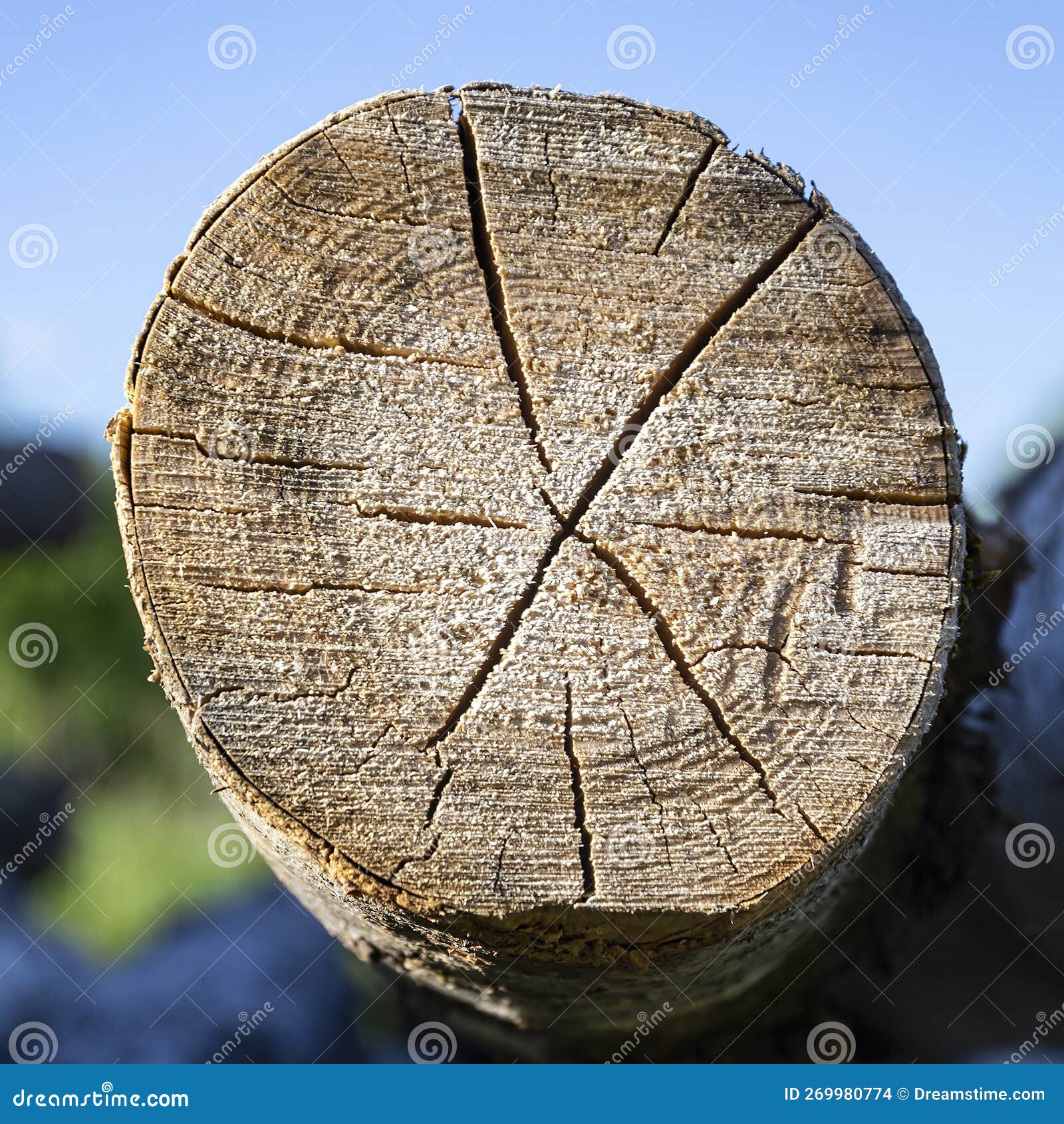 Round cut of a tree stock photo. Image of fireplace - 269980774