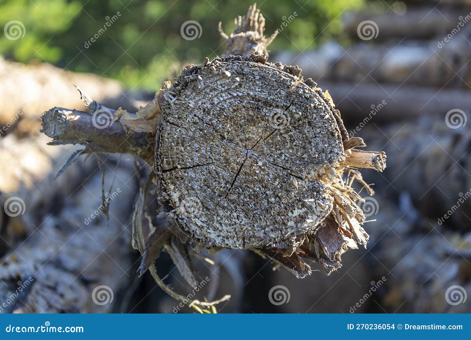 Round cut of a tree stock photo. Image of fireplace - 270236054