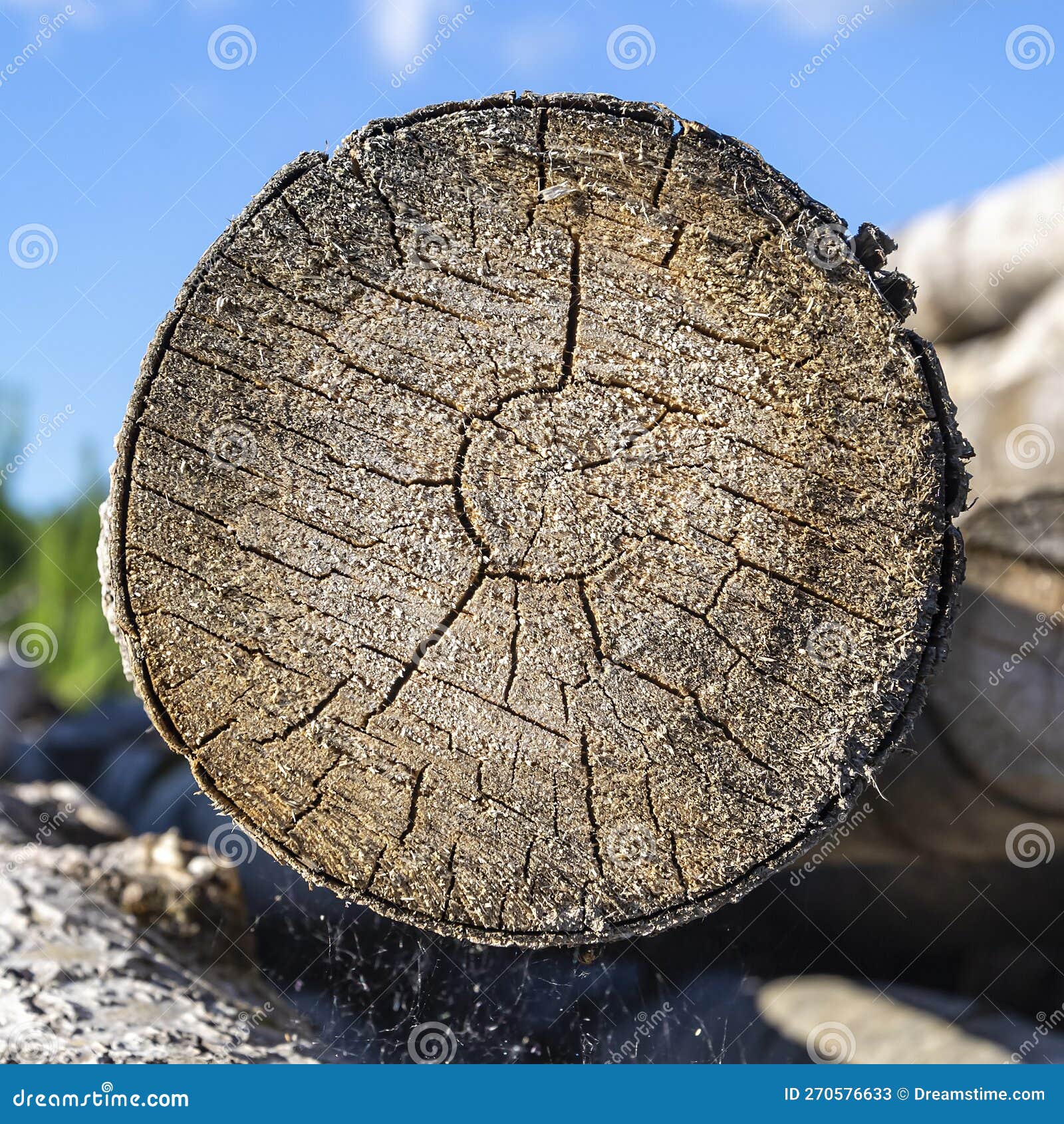 Round cut of a tree stock image. Image of ripple, large - 270576633