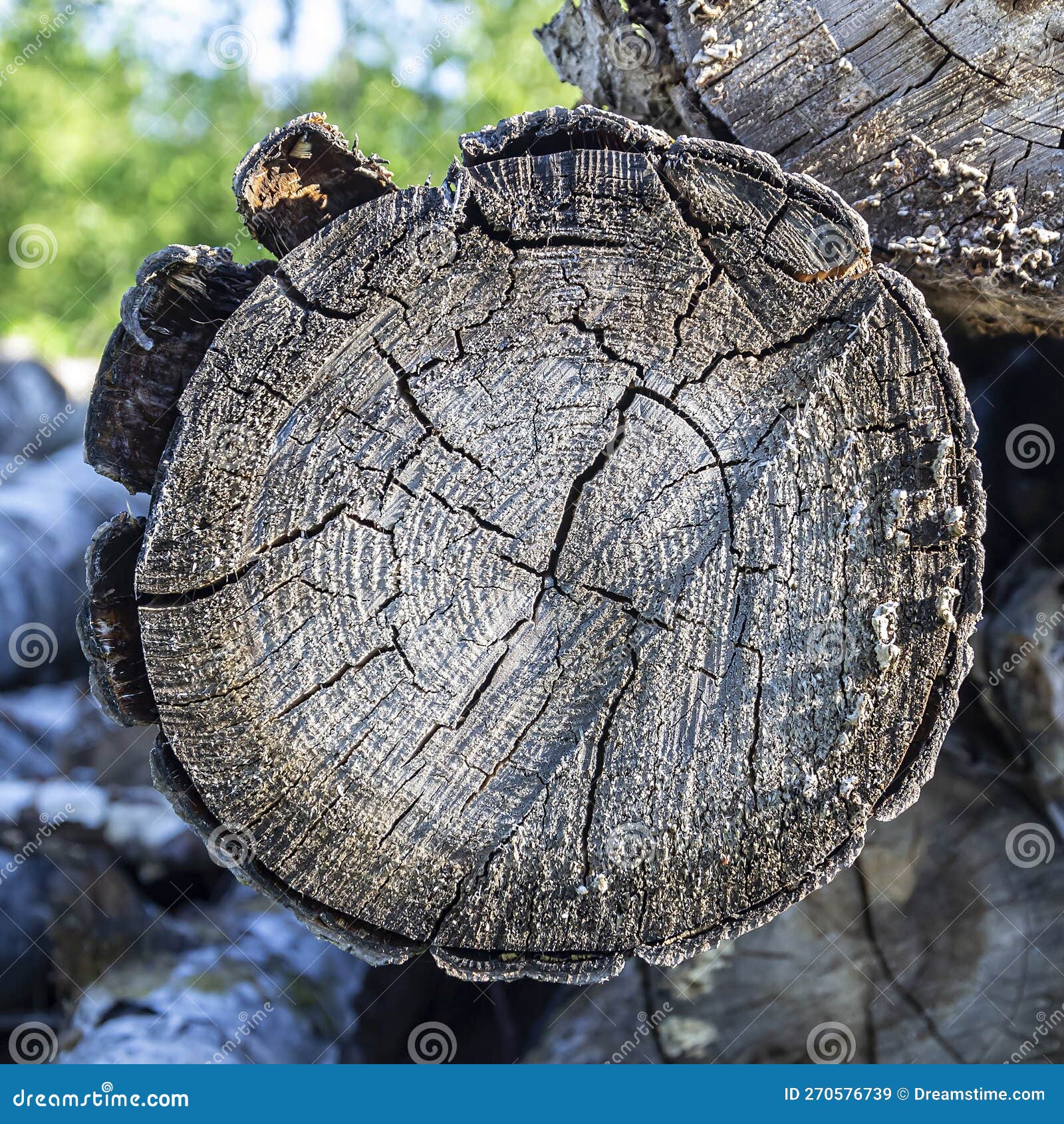 Round cut of a tree stock image. Image of concentric - 270576739