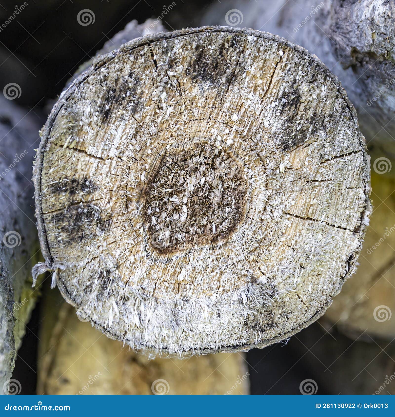 Round cut of a tree stock photo. Image of structure - 281130922