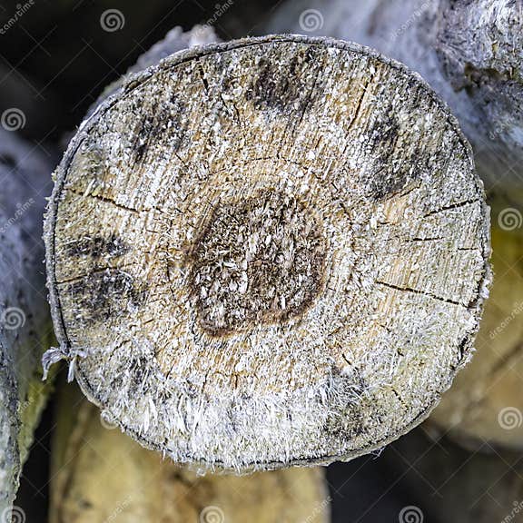 Round cut of a tree stock photo. Image of structure - 281130922
