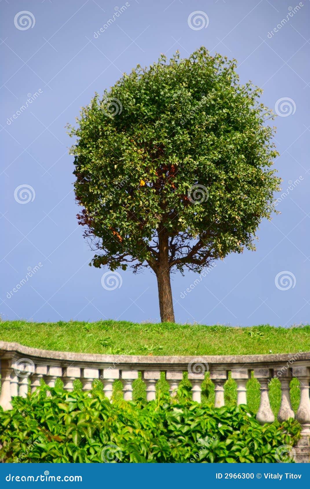 Round-cut tree stock photo. Image of circle, park, plant - 2966300