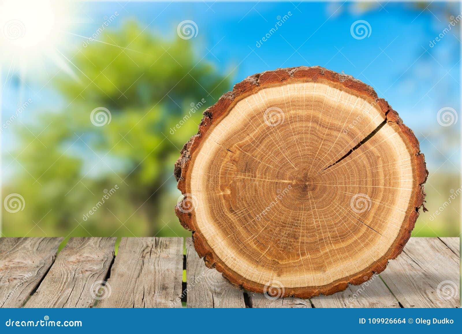 Round Cut of Tree on Nature Background Stock Photo - Image of ...