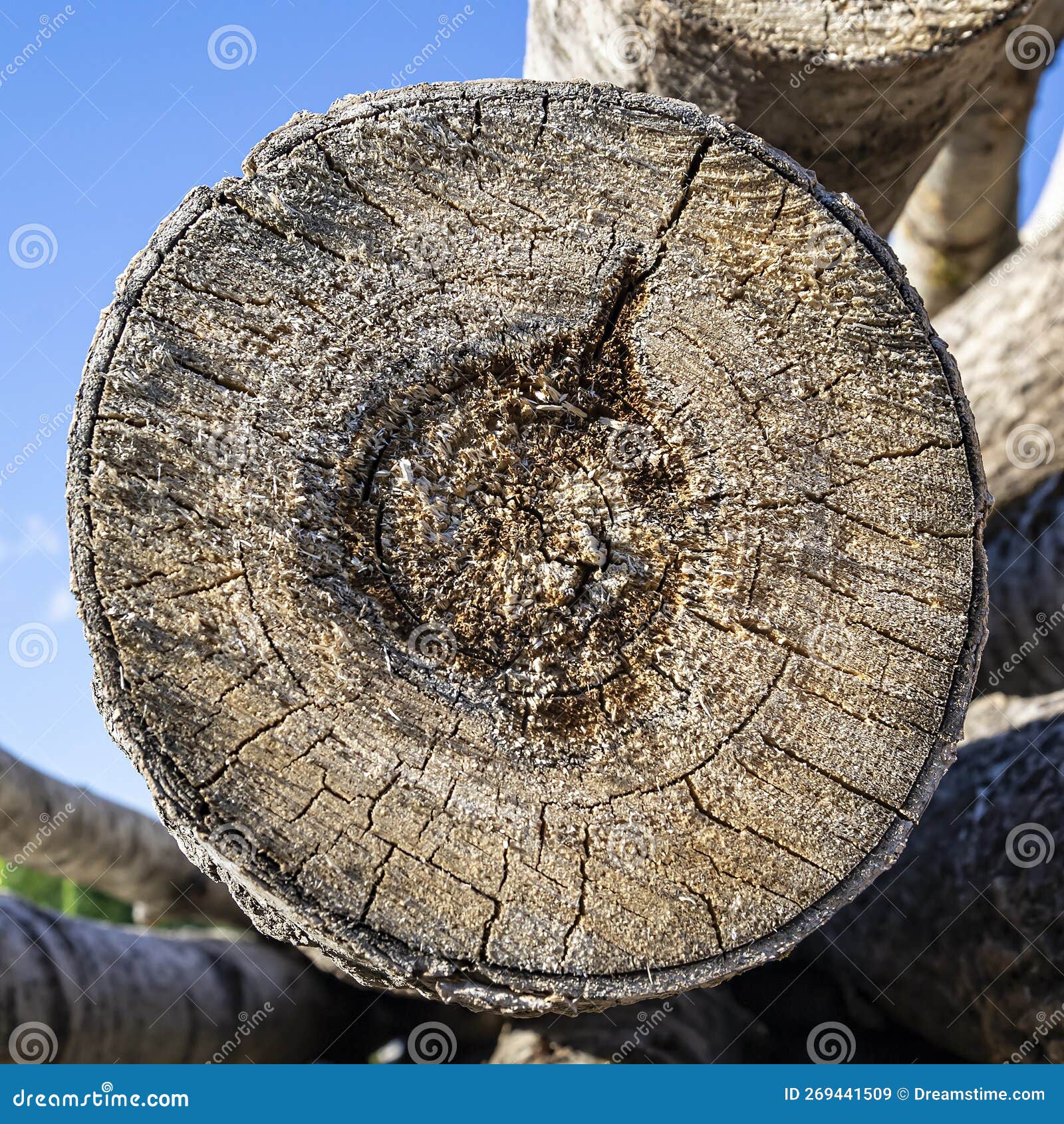 Round cut of a tree stock image. Image of round, shape - 269441509