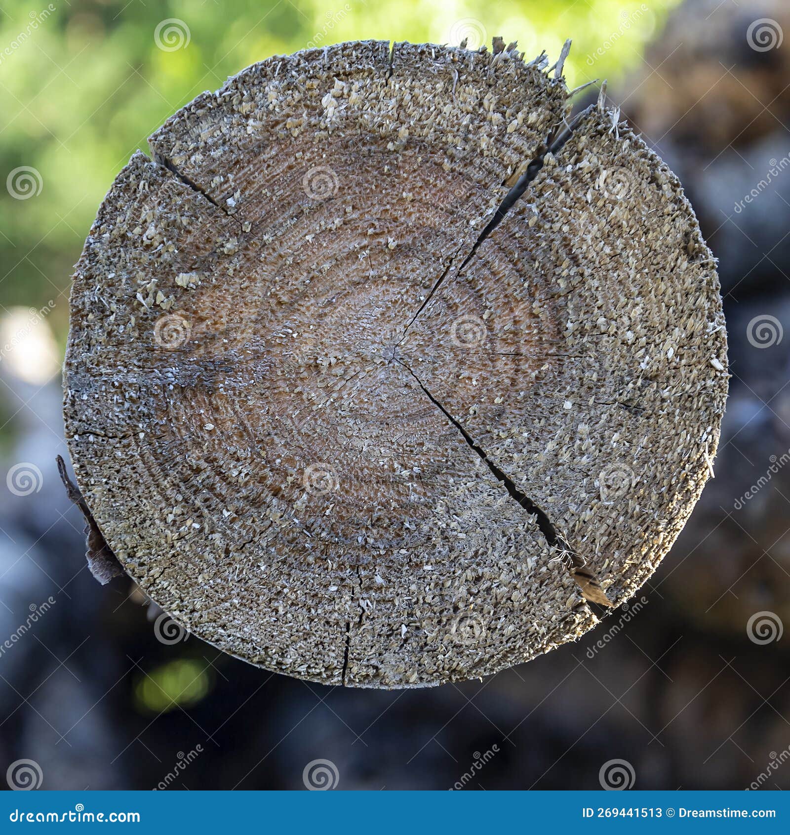 Round cut of a tree stock image. Image of large, abstract - 269441513