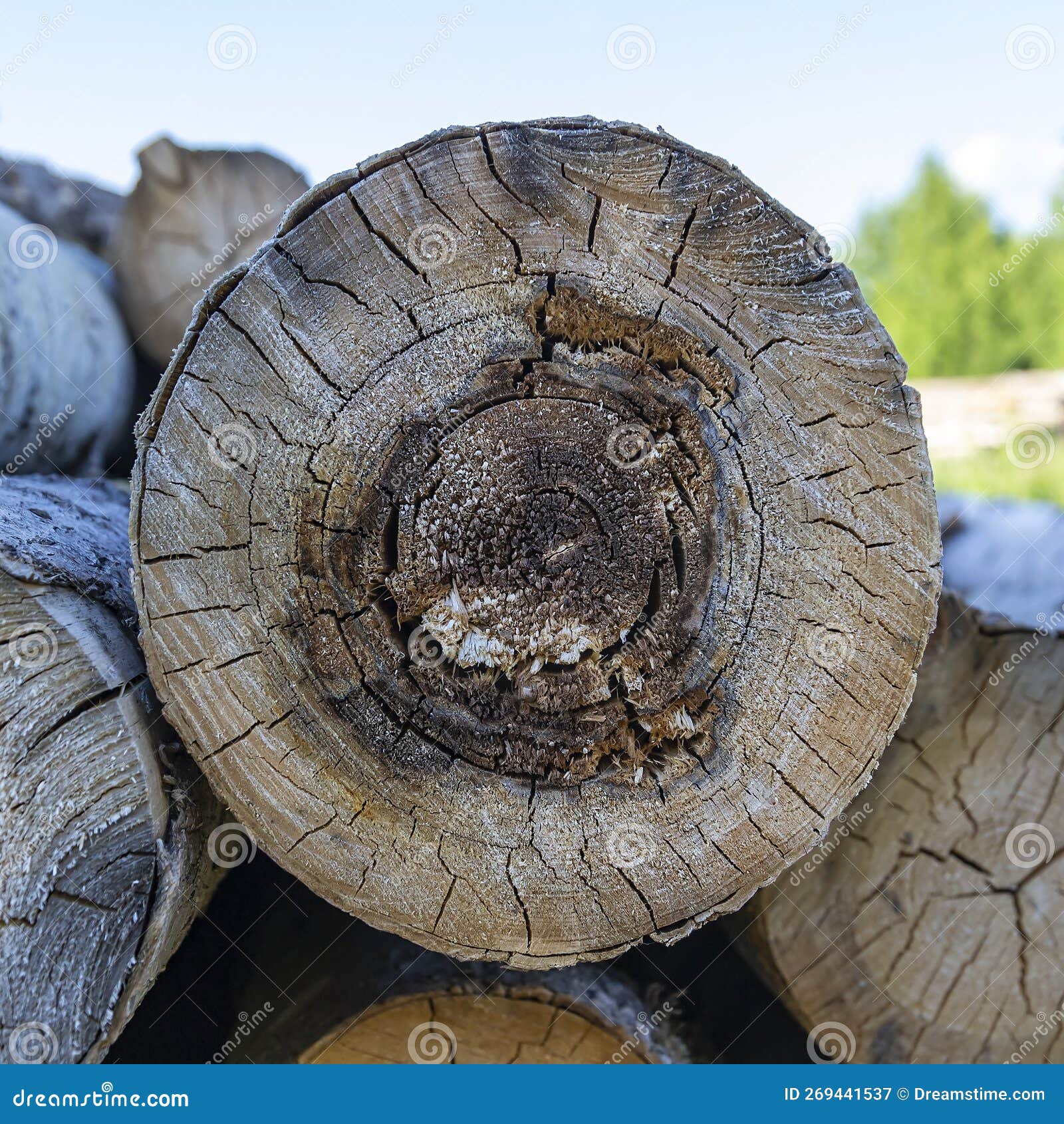 Round cut of a tree stock image. Image of concentric - 269441537