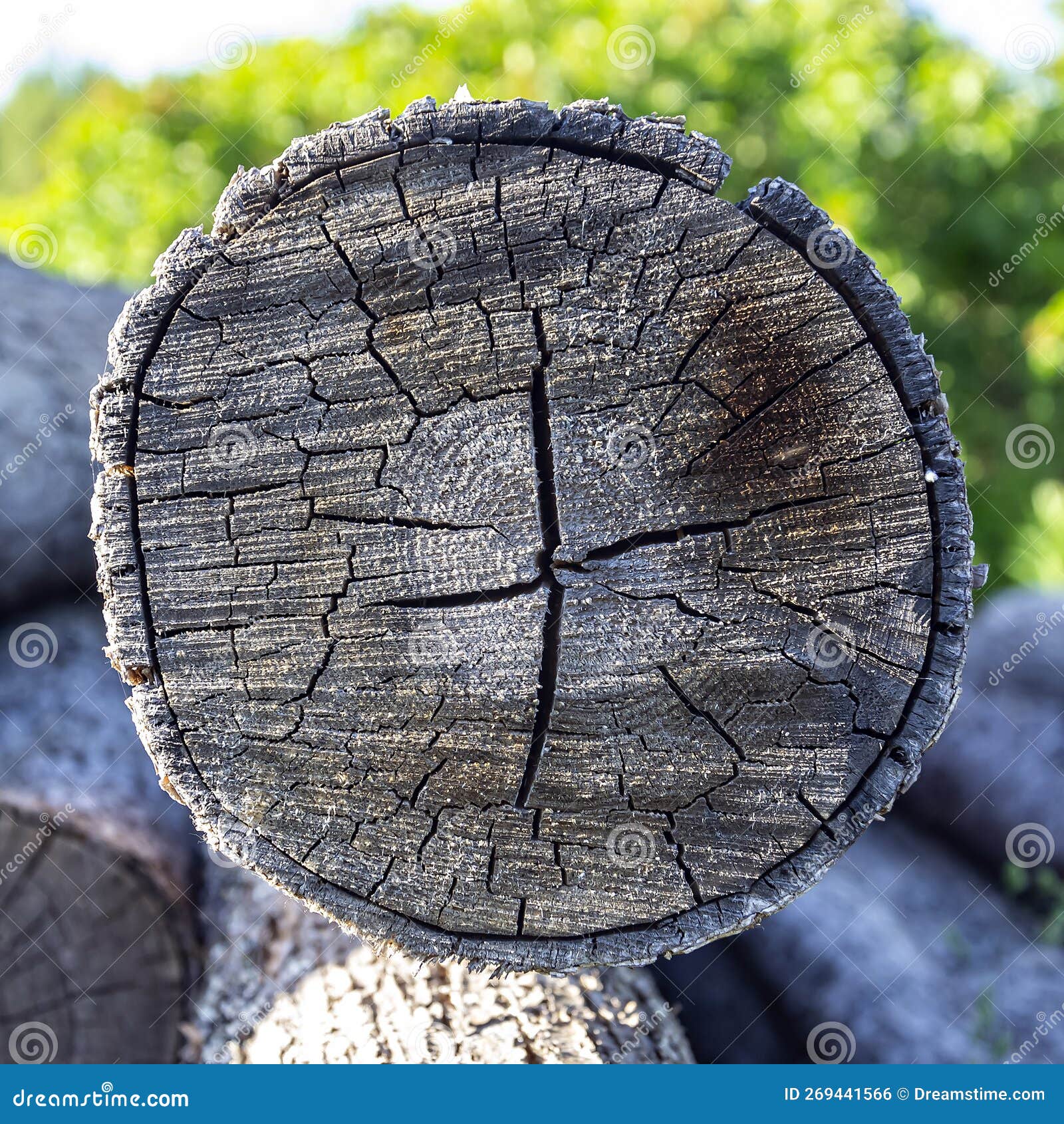 Round cut of a tree stock photo. Image of industry, material - 269441566