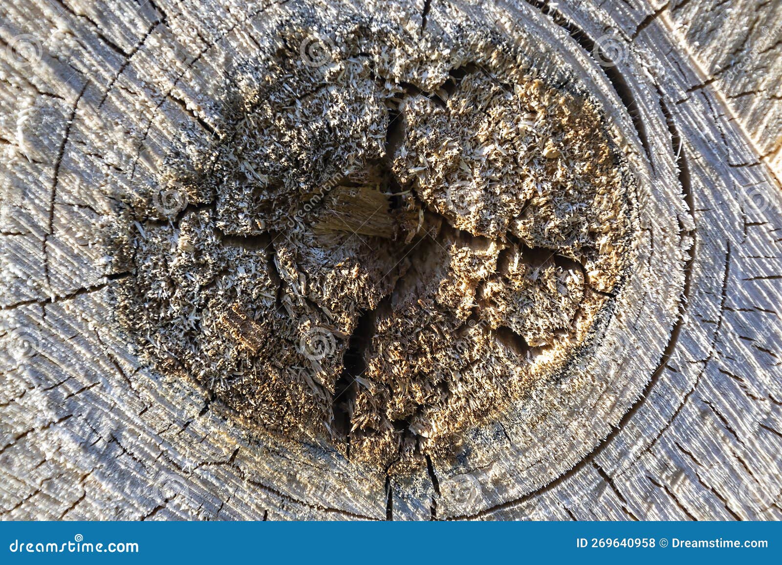 Round cut of a tree stock photo. Image of industry, fuel - 269640958