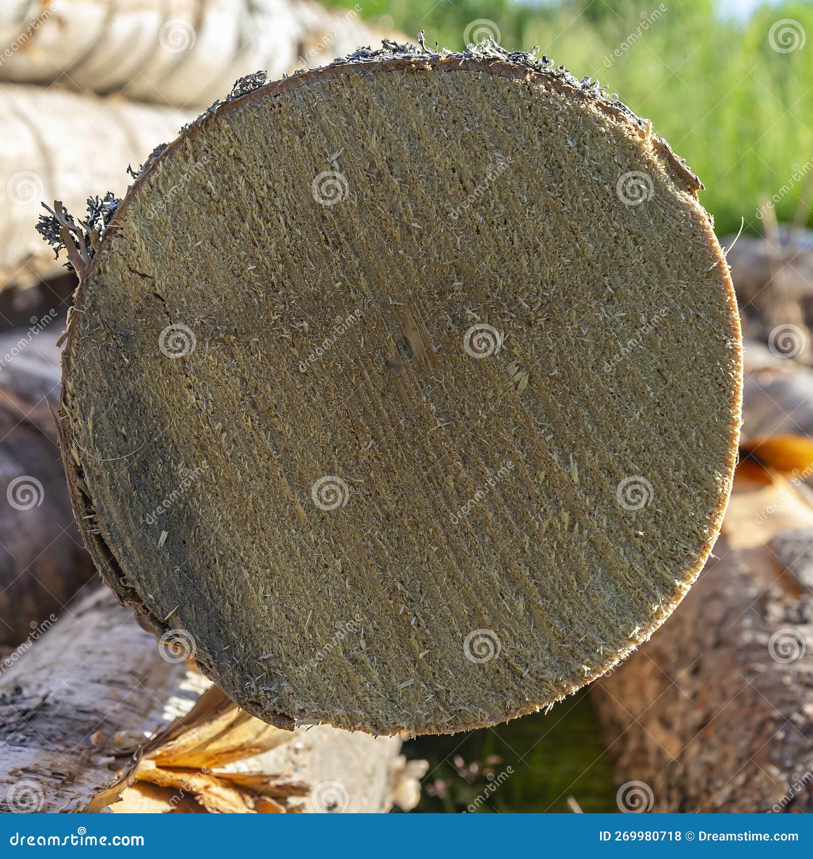 Round cut of a tree stock photo. Image of trunk, textured - 269980718