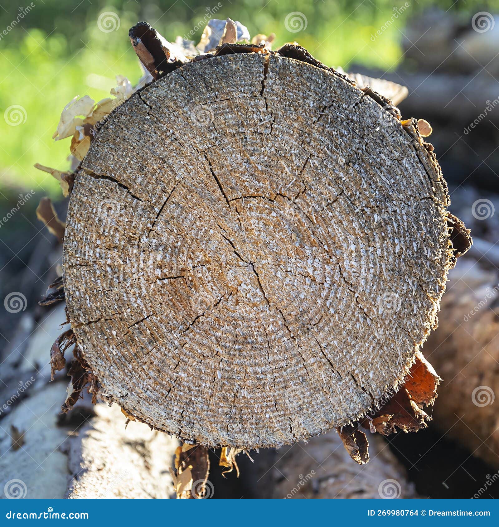 Round cut of a tree stock photo. Image of timber, ring - 269980764