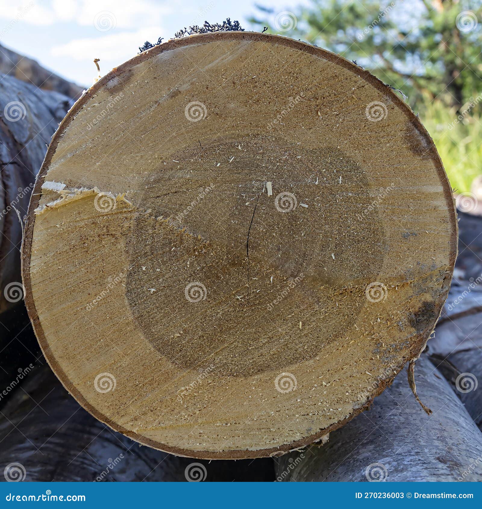 Round cut of a tree stock image. Image of timber, structure - 270236003