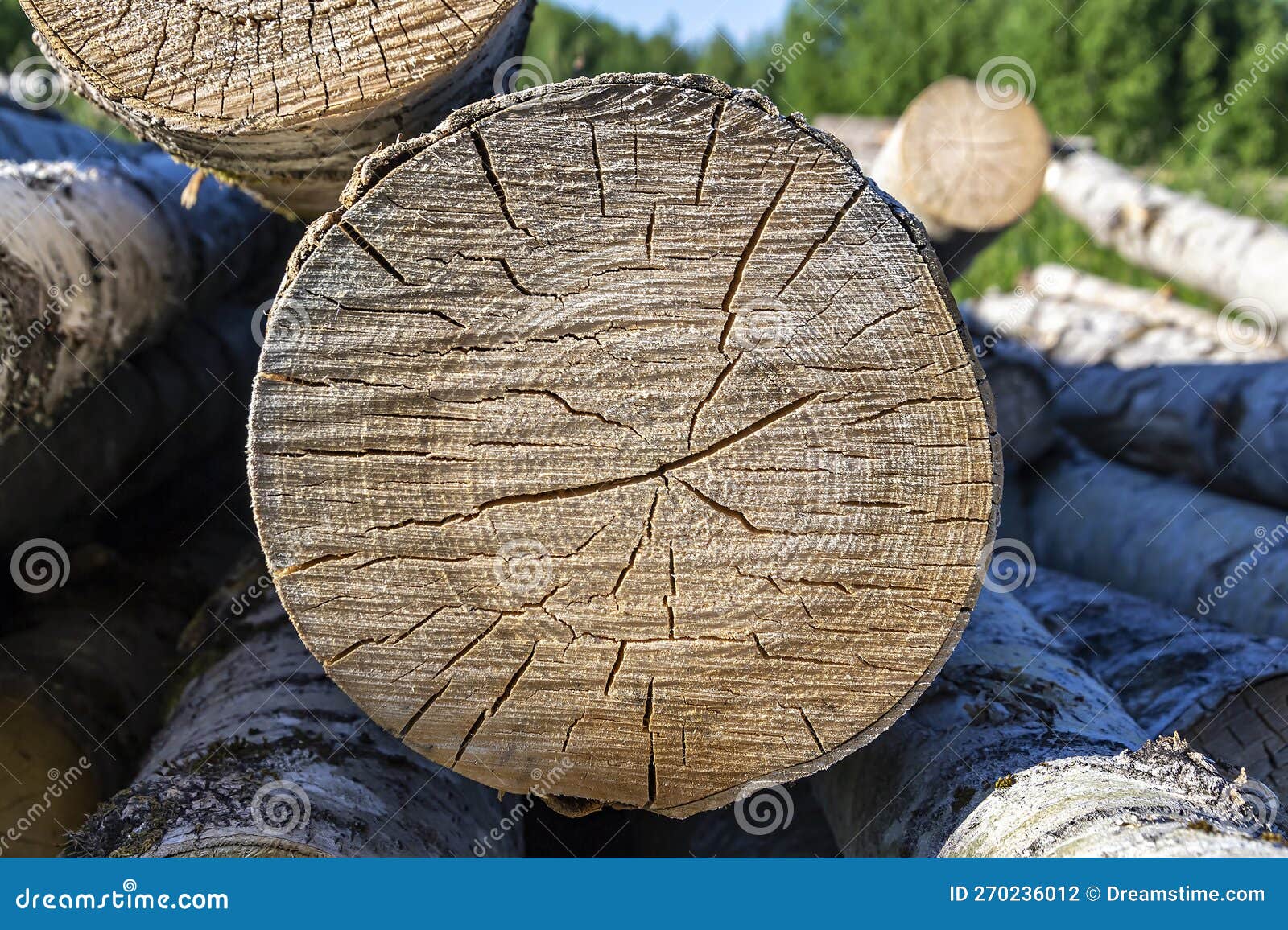 Round cut of a tree stock photo. Image of lumber, ripple - 270236012