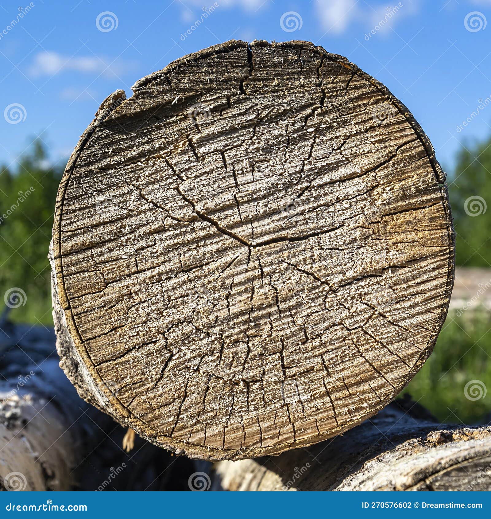 Round cut of a tree stock photo. Image of maple, shape - 270576602