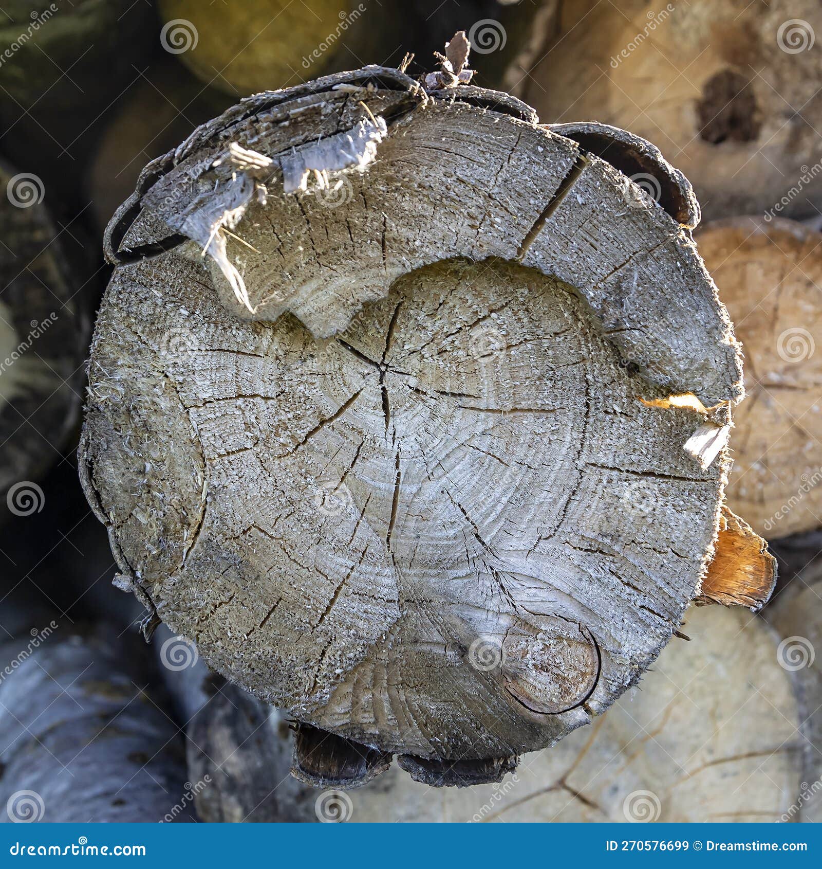 Round cut of a tree stock image. Image of annual, round - 270576699