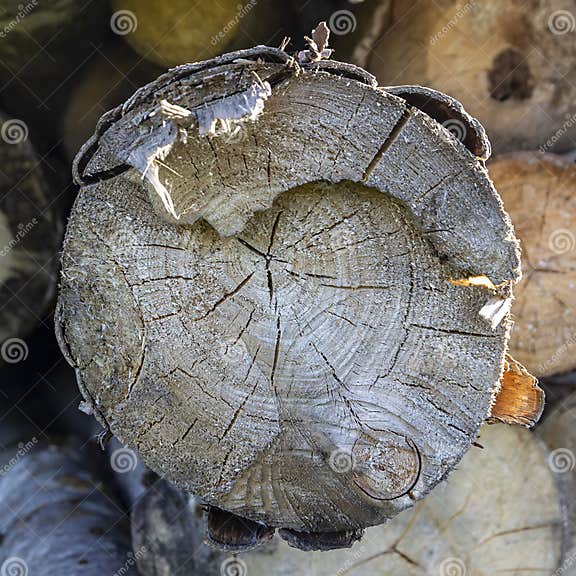 Round cut of a tree stock image. Image of annual, round - 270576699