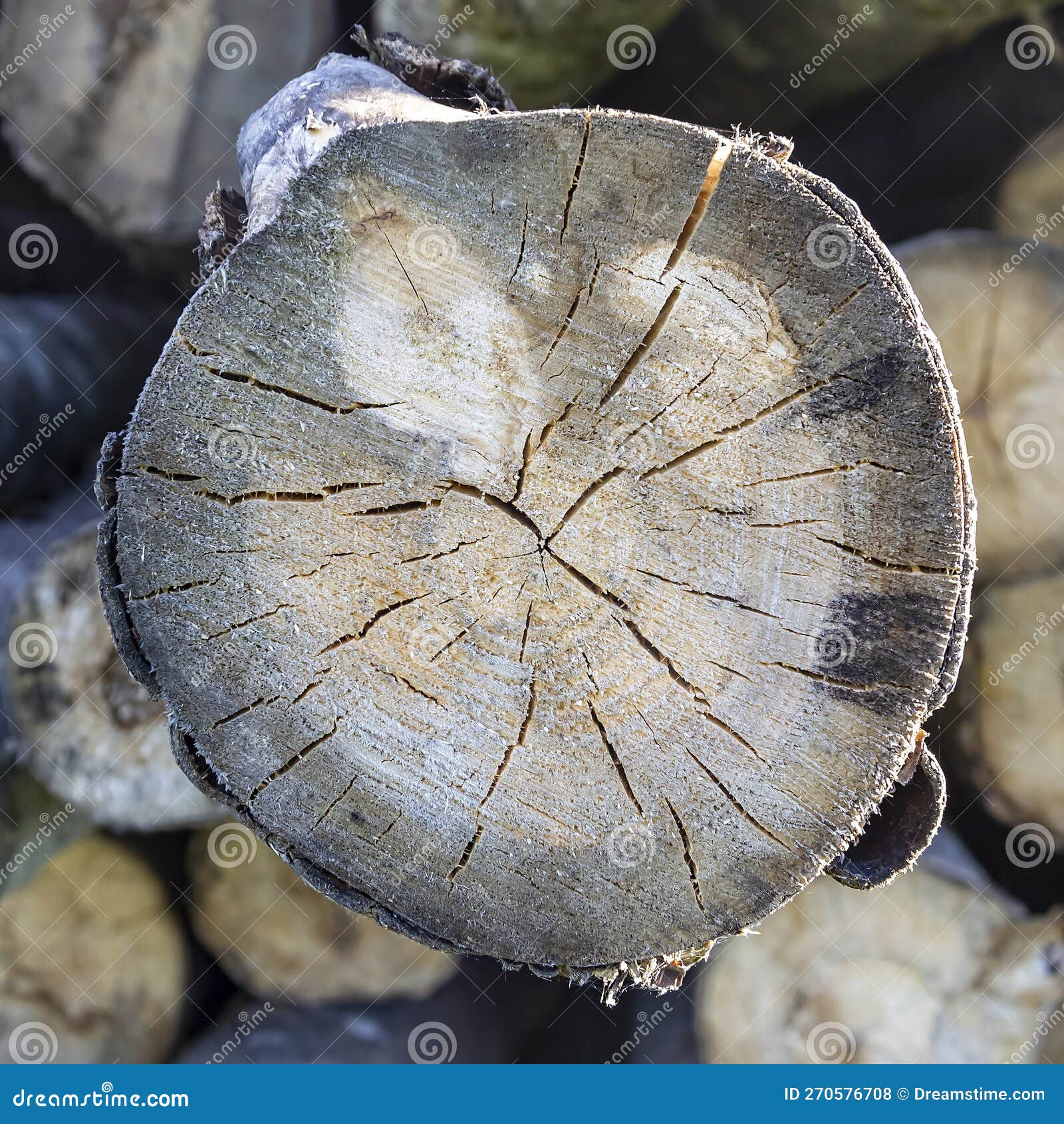 Round cut of a tree stock photo. Image of detailed, fireplace - 270576708