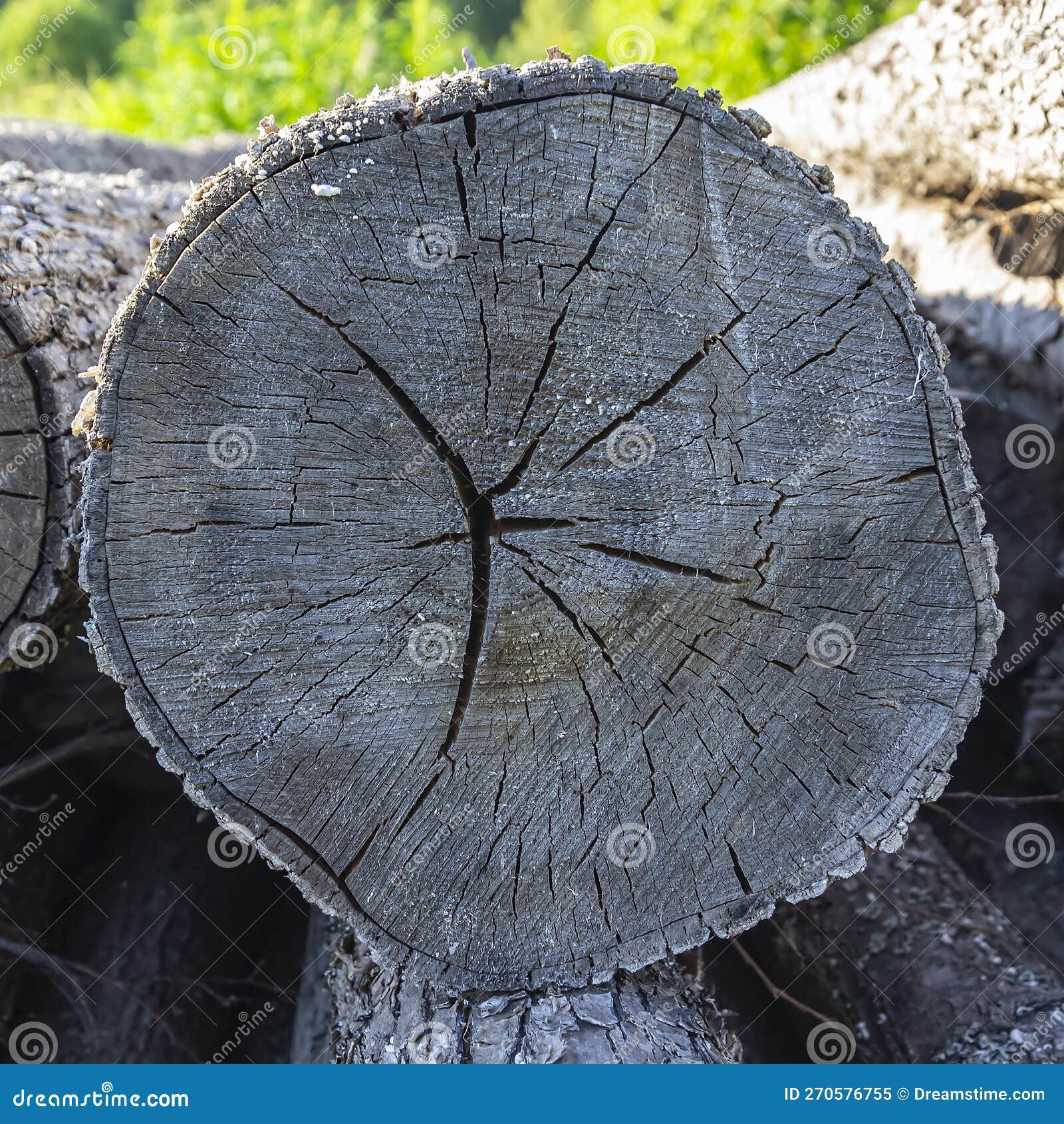 Round cut of a tree stock image. Image of material, textured - 270576755
