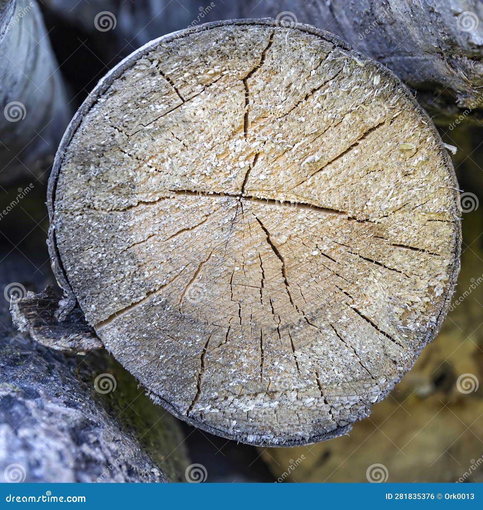 Round cut of a tree stock photo. Image of year, crack - 281835376