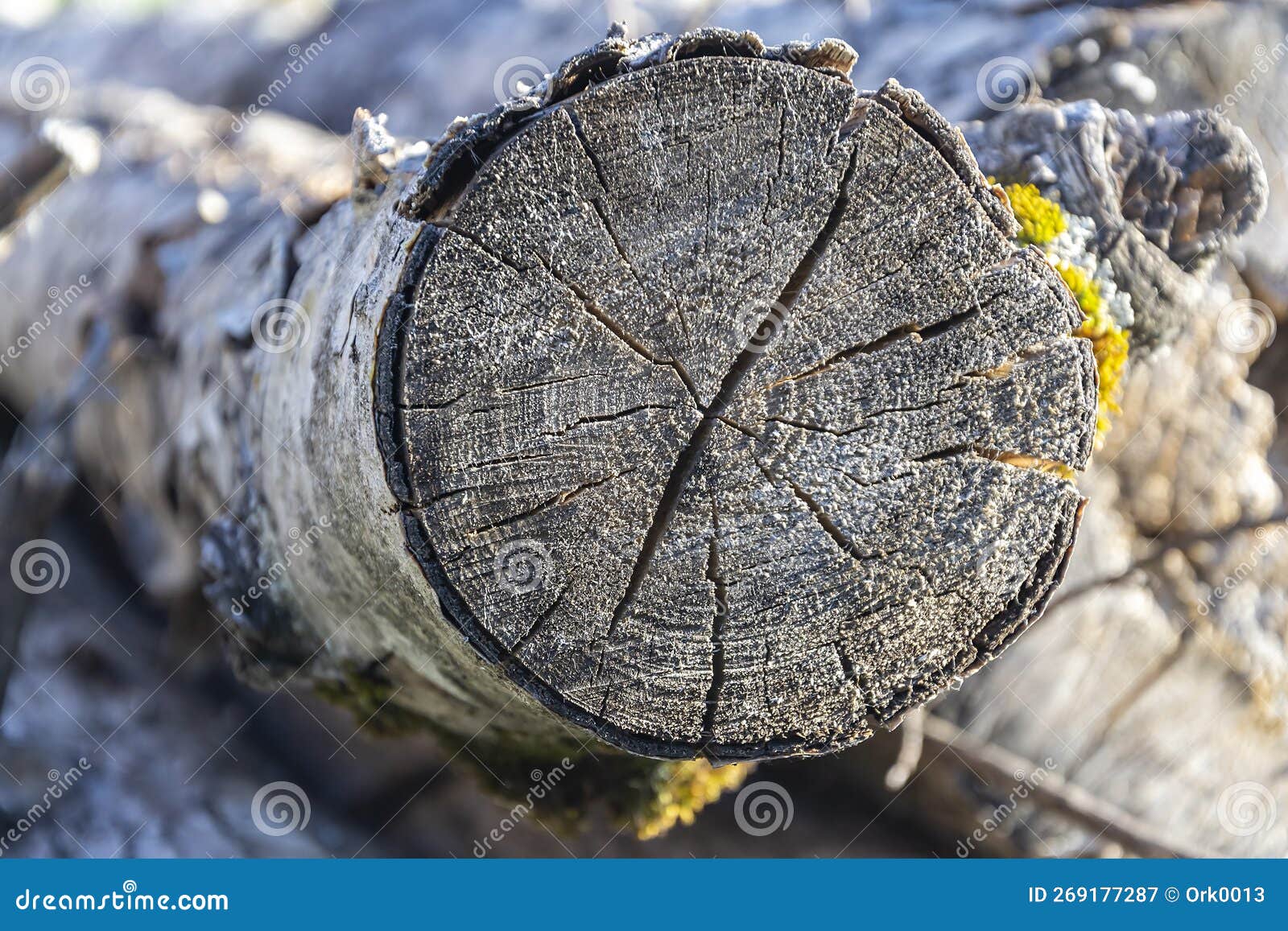 Round cut of a tree stock image. Image of abstract, middle - 269177287