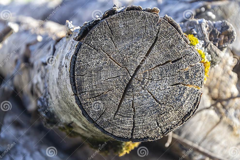 Round cut of a tree stock image. Image of abstract, middle - 269177287