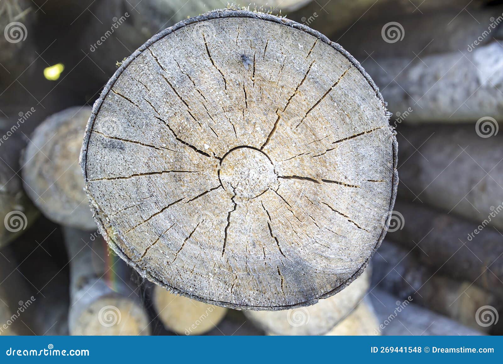 Round cut of a tree stock photo. Image of life, textured - 269441548
