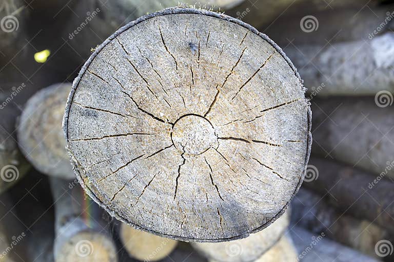 Round cut of a tree stock photo. Image of life, textured - 269441548