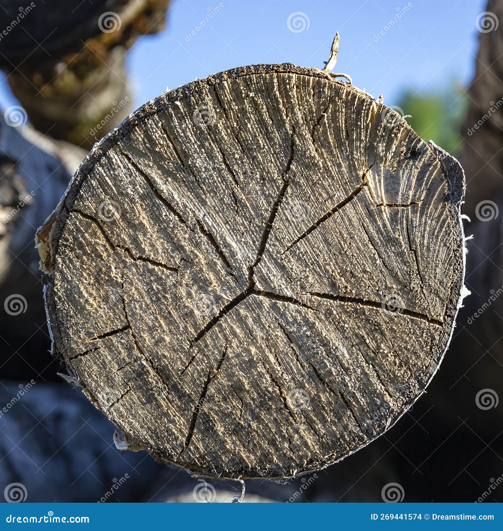 Round cut of a tree stock photo. Image of material, surface - 269441574