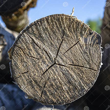 Round cut of a tree stock photo. Image of material, surface - 269441574