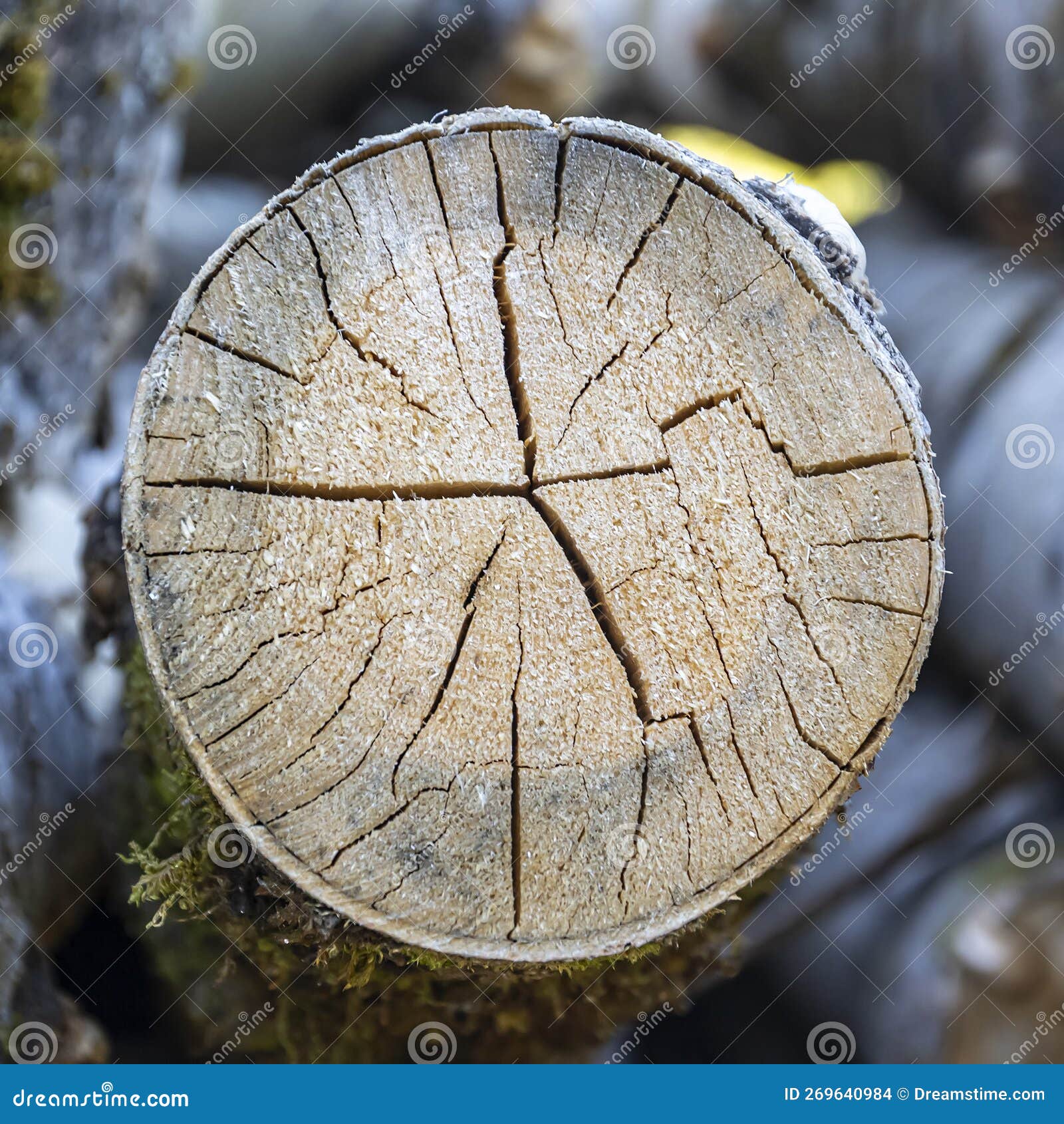 Round cut of a tree stock photo. Image of ring, rural - 269640984