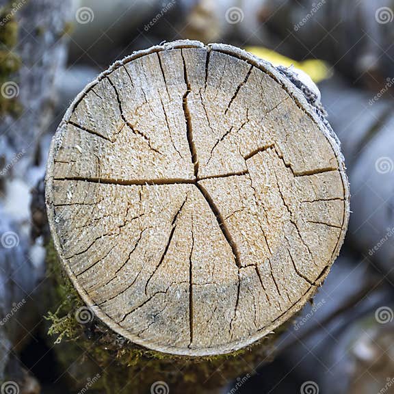 Round cut of a tree stock photo. Image of ring, rural - 269640984