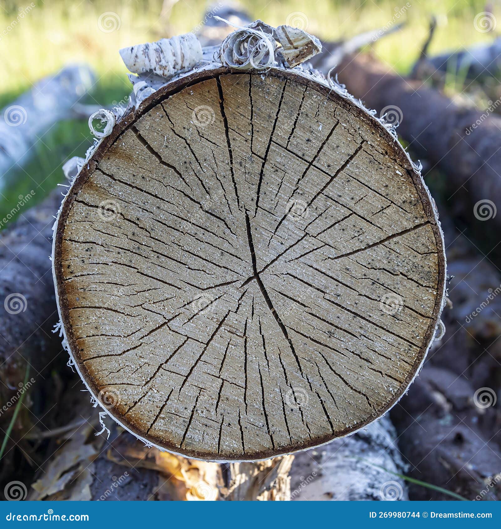 Round cut of a tree stock photo. Image of fuel, detailed - 269980744