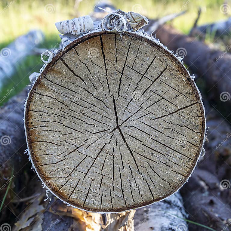 Round cut of a tree stock photo. Image of fuel, detailed - 269980744