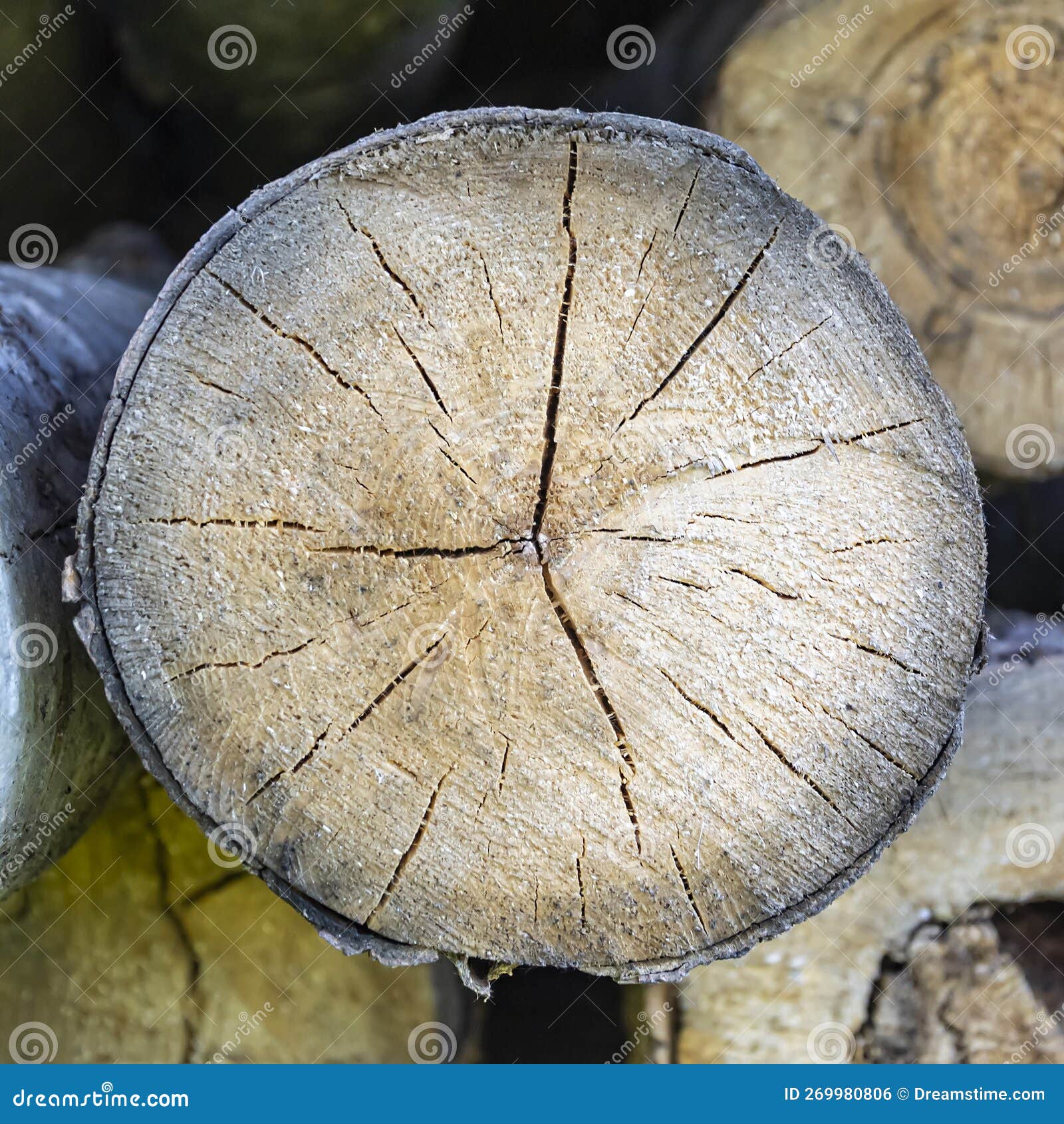 Round cut of a tree stock photo. Image of ripple, concentric - 269980806